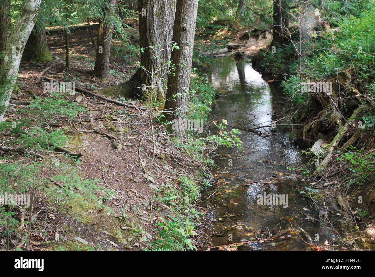 Stream and trees hi-res stock photography and images - Alamy