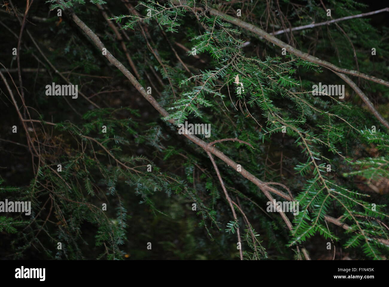 Branch texture hi-res stock photography and images - Alamy