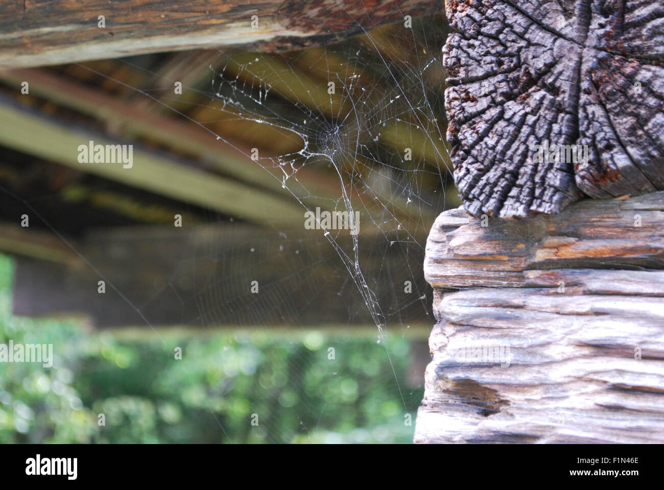 A close up of a spider web hanging from a wooden beam on a vintage ...