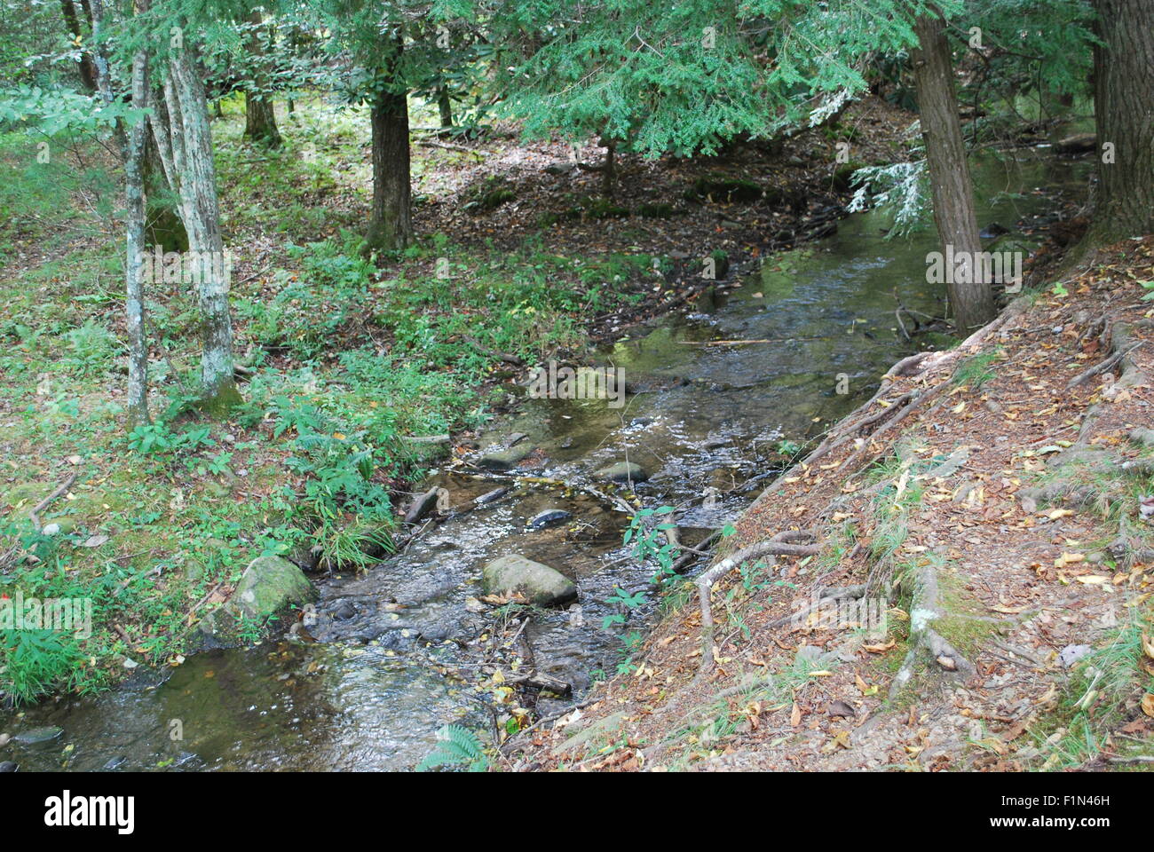 A small mountain stream with rocks and surrounded by pine trees Stock ...