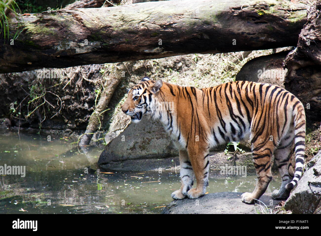 bengal tiger display in natural habitat,Panthera tigris tigris Stock ...