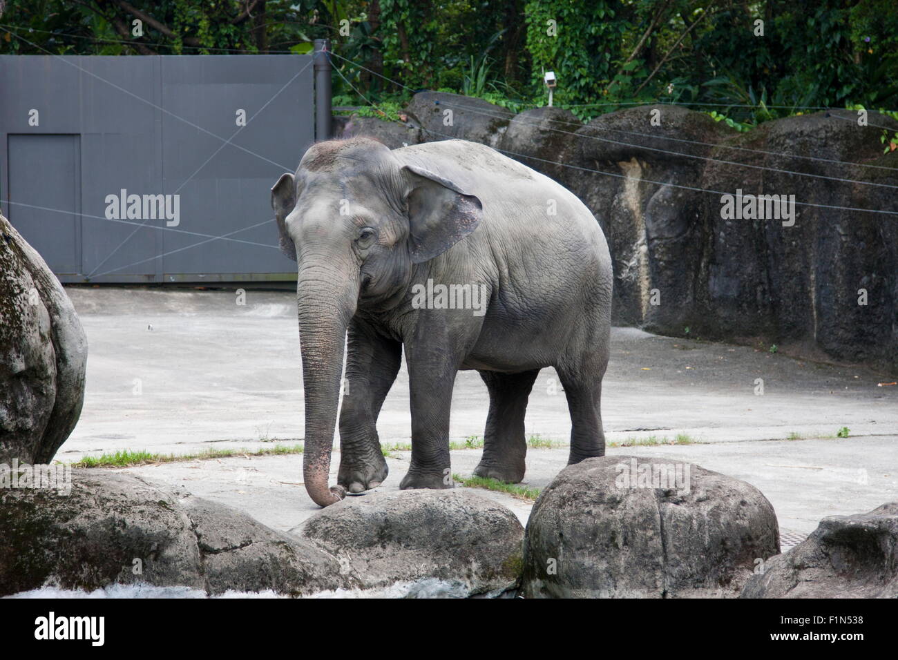 African elephant natural habitat hi-res stock photography and images ...