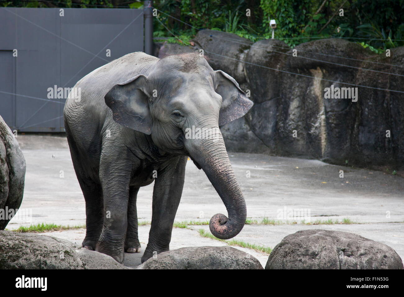Elephant in natural habitat hi-res stock photography and images - Alamy