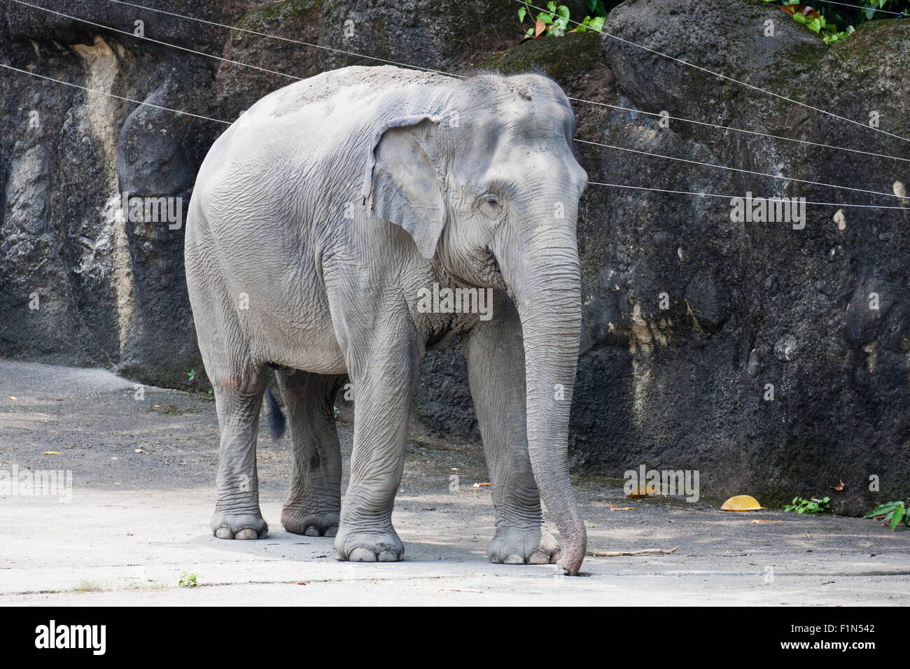 asian elephant display in natural habitat,Elephas maximus Stock Photo ...