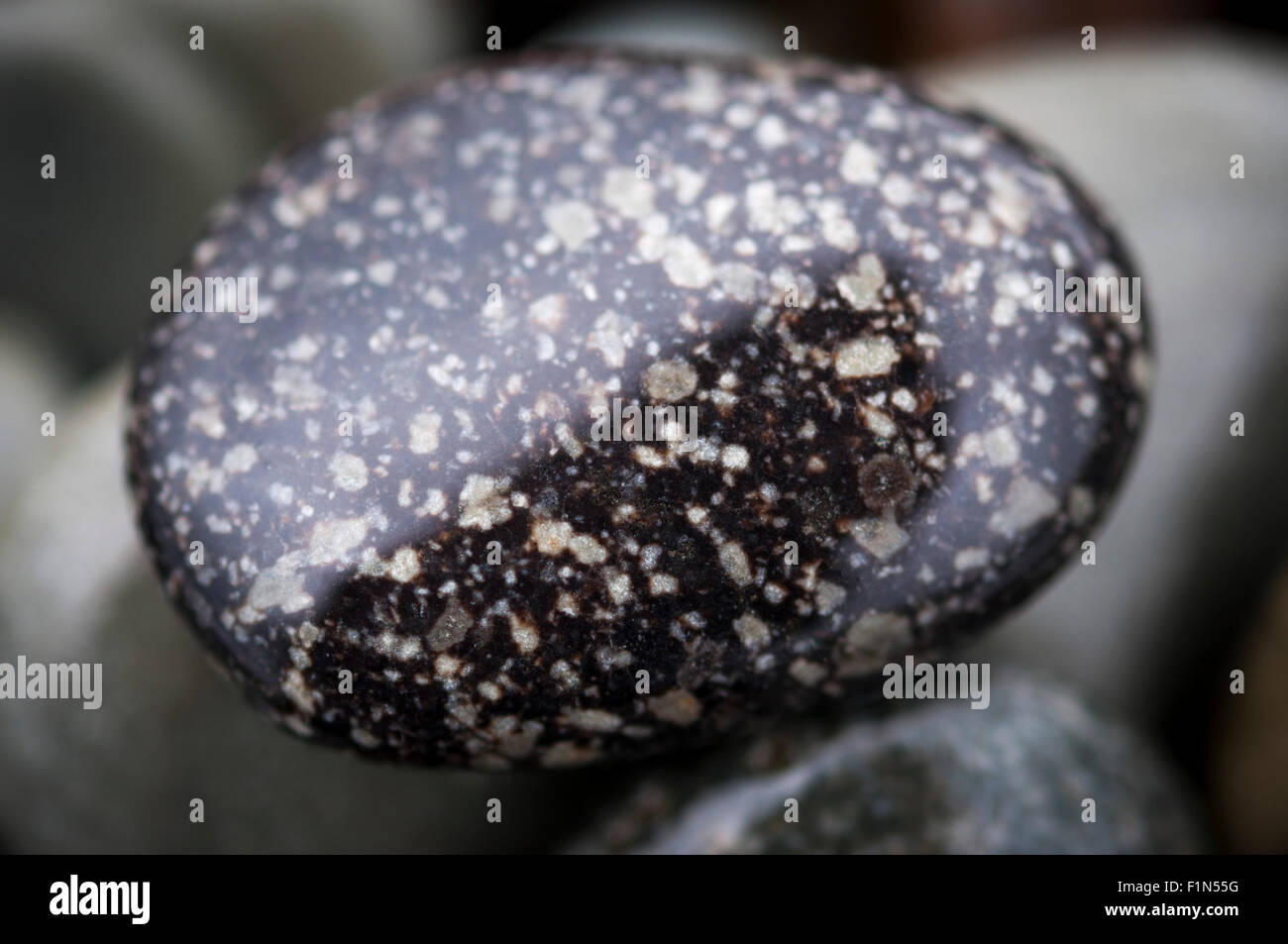 Close up of a smooth shiny pebble on a Pembrokeshire beach Stock Photo ...