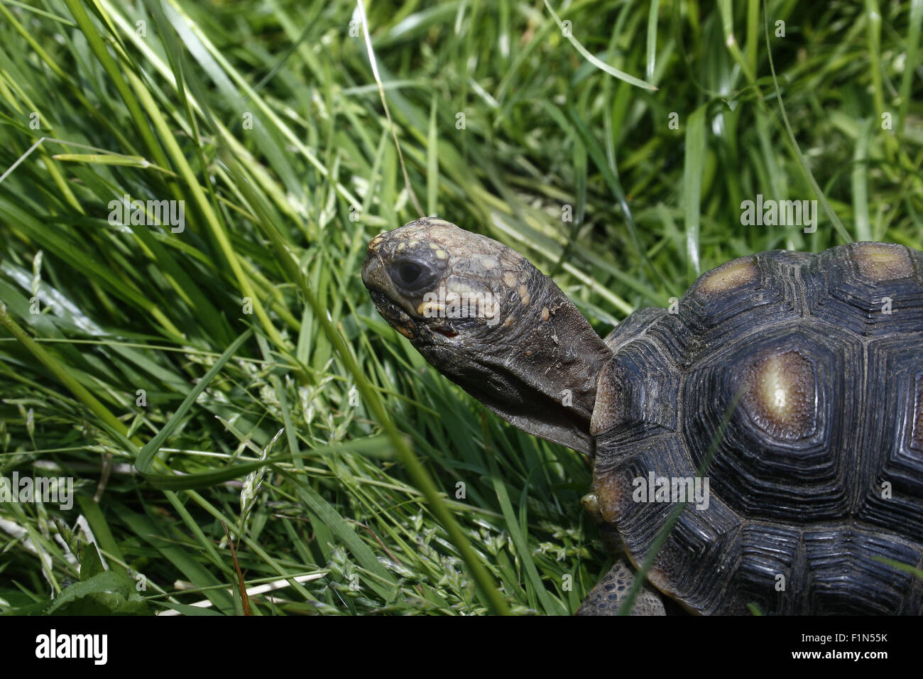 yellow footed tortoise in garden Chelonoidis denticulata Stock Photo ...