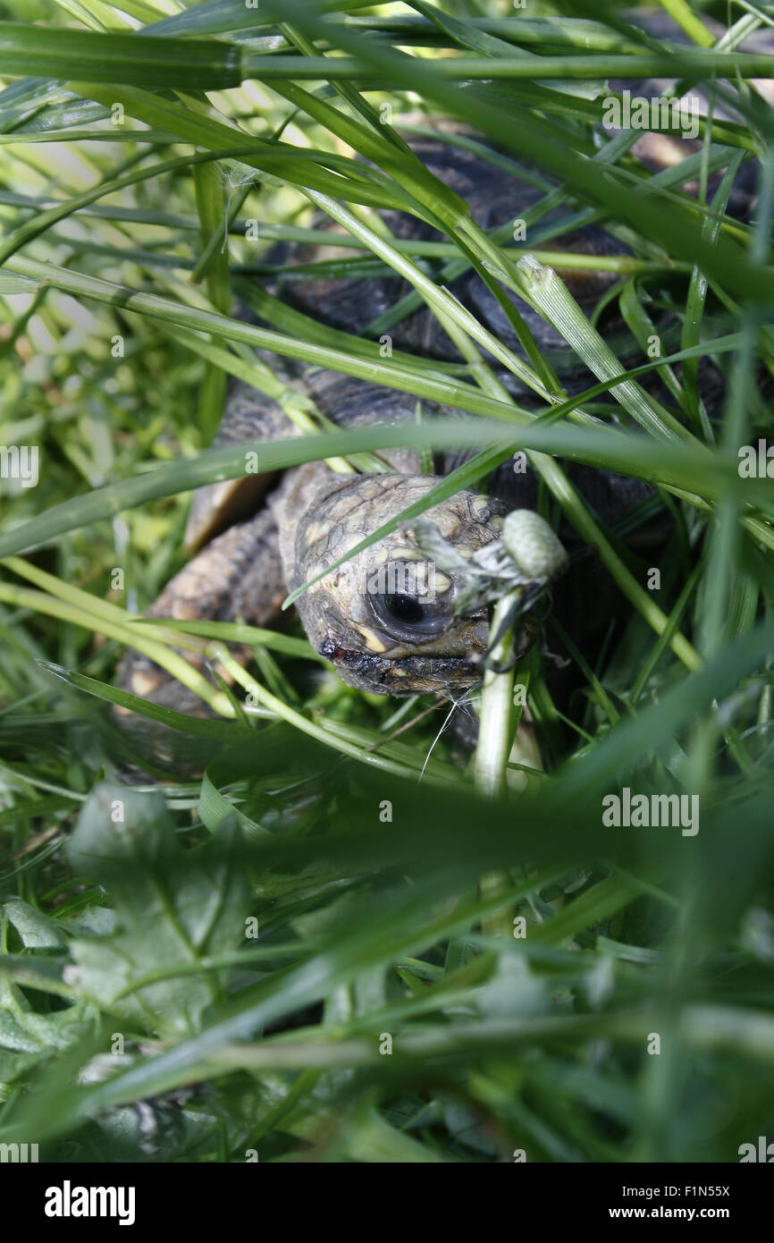 yellow footed tortoise in garden Chelonoidis denticulata Stock Photo ...
