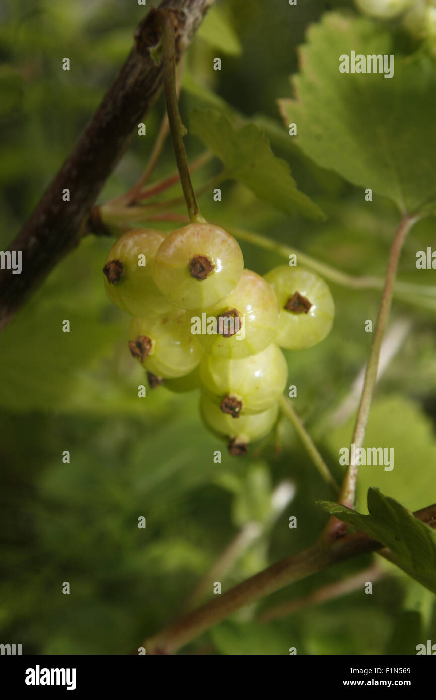 Ribes rubrum fruit hi-res stock photography and images - Alamy