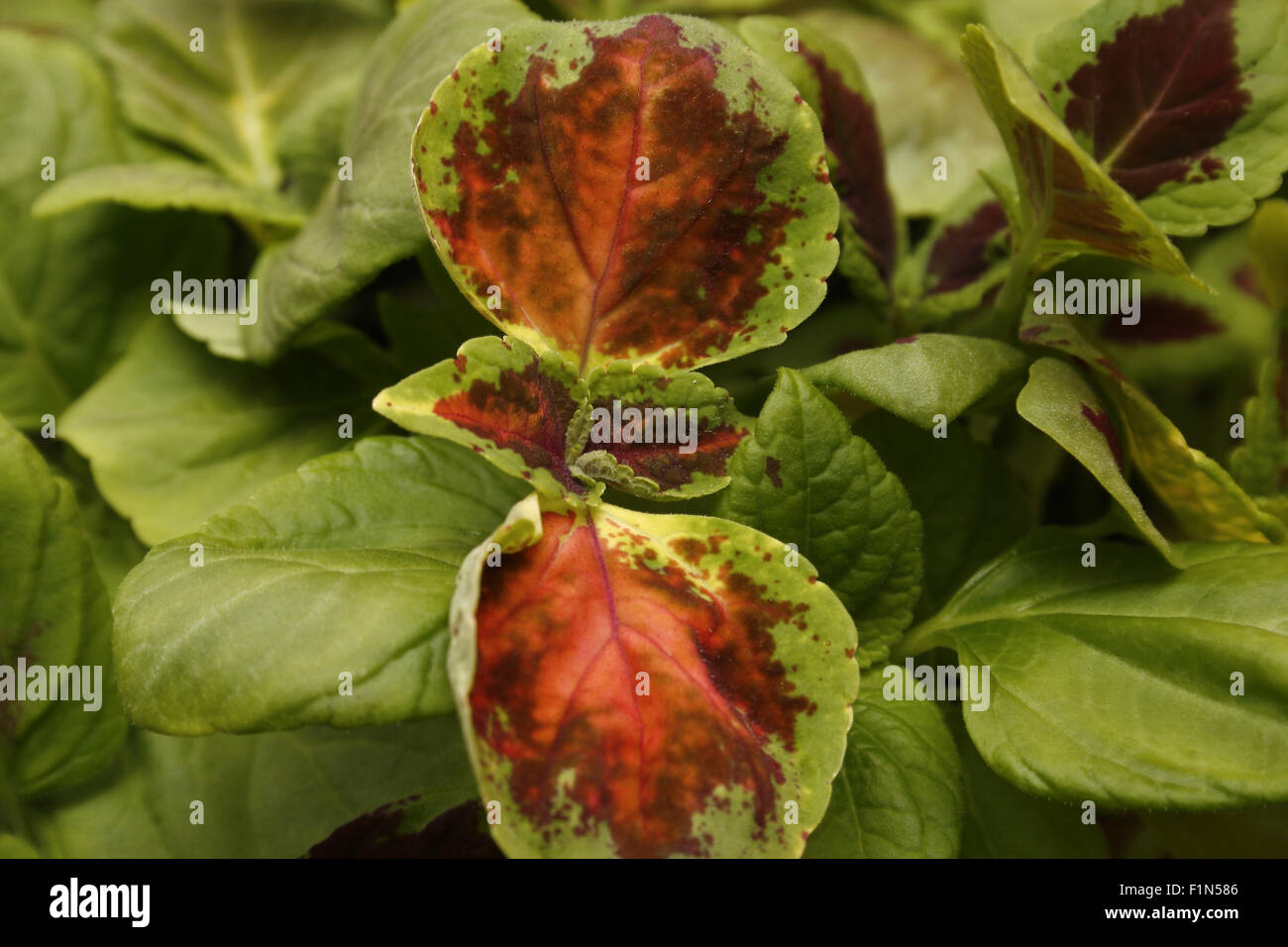 close up image of painted nettle plants coleus Stock Photo - Alamy