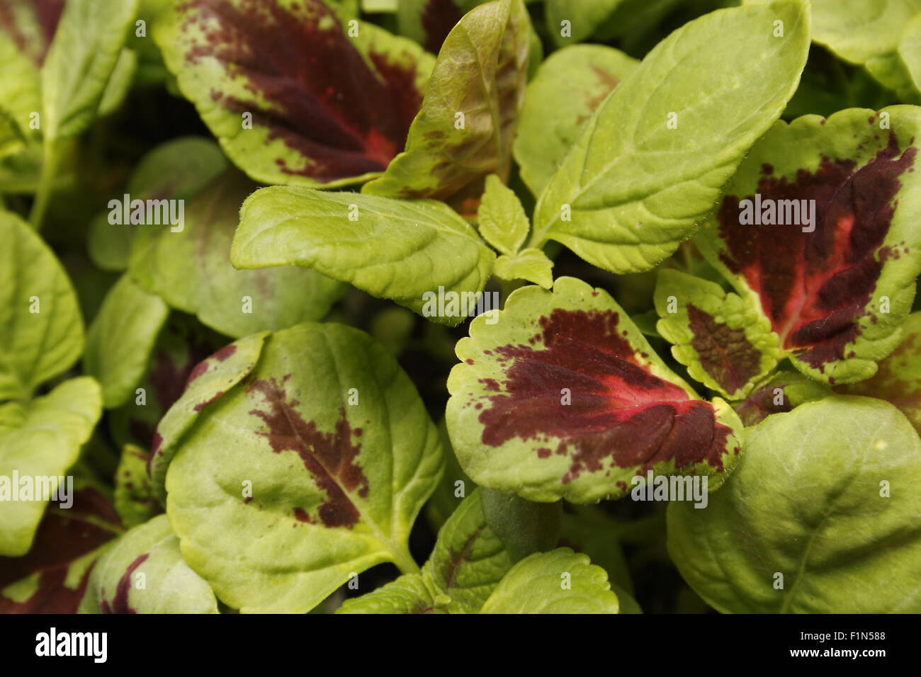 close up image of painted nettle plants coleus Stock Photo - Alamy