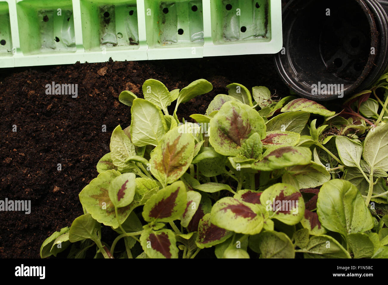 painted nettle plants being potted on coleus Stock Photo - Alamy