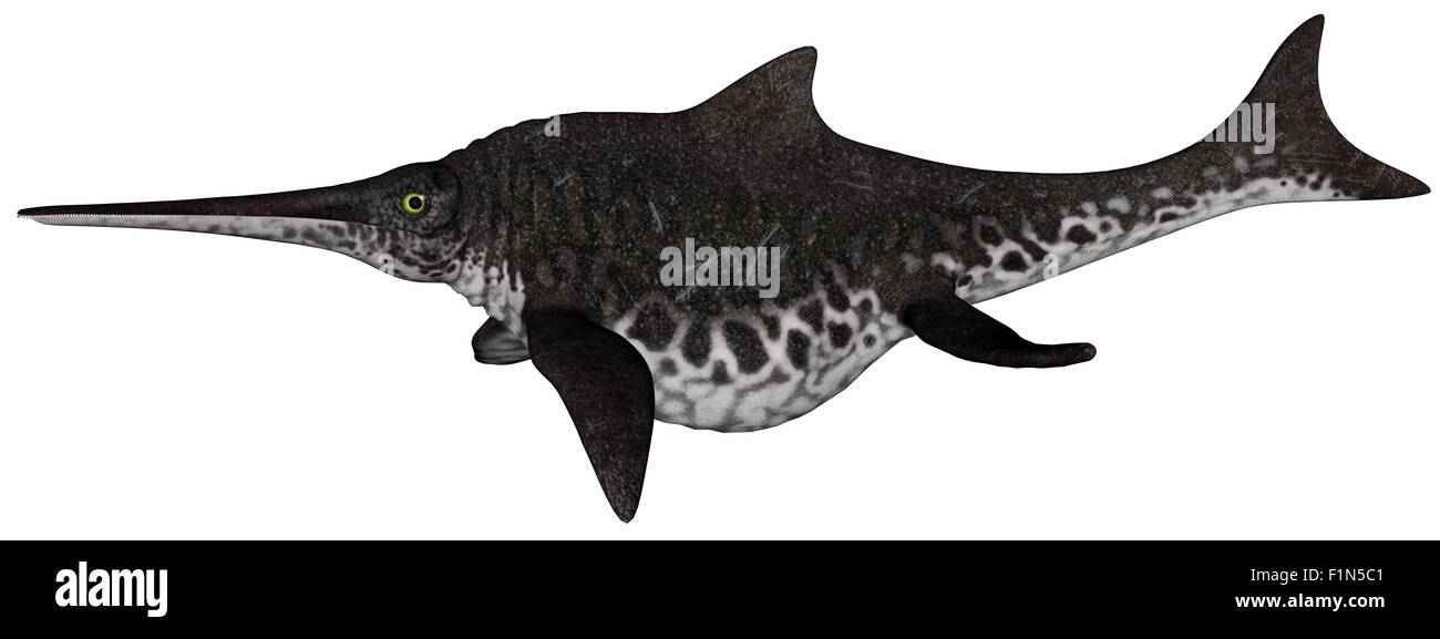 Shonisaurus dinosaur fish isolated in white background - 3D render ...