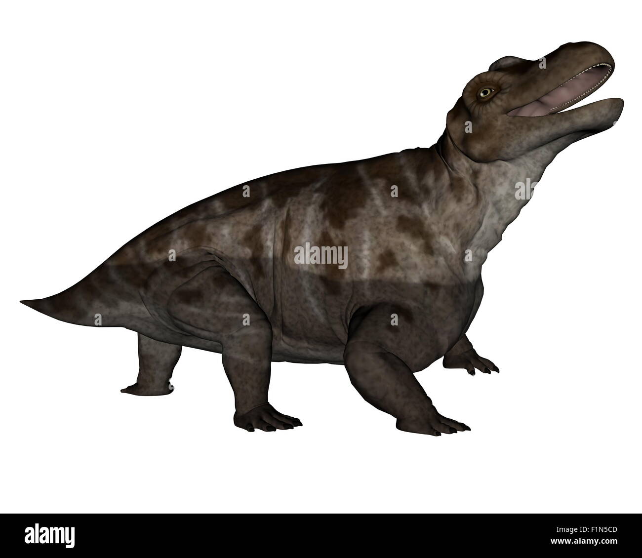 Keratocephalus dinosaur roaring isolated in white background - 3D ...