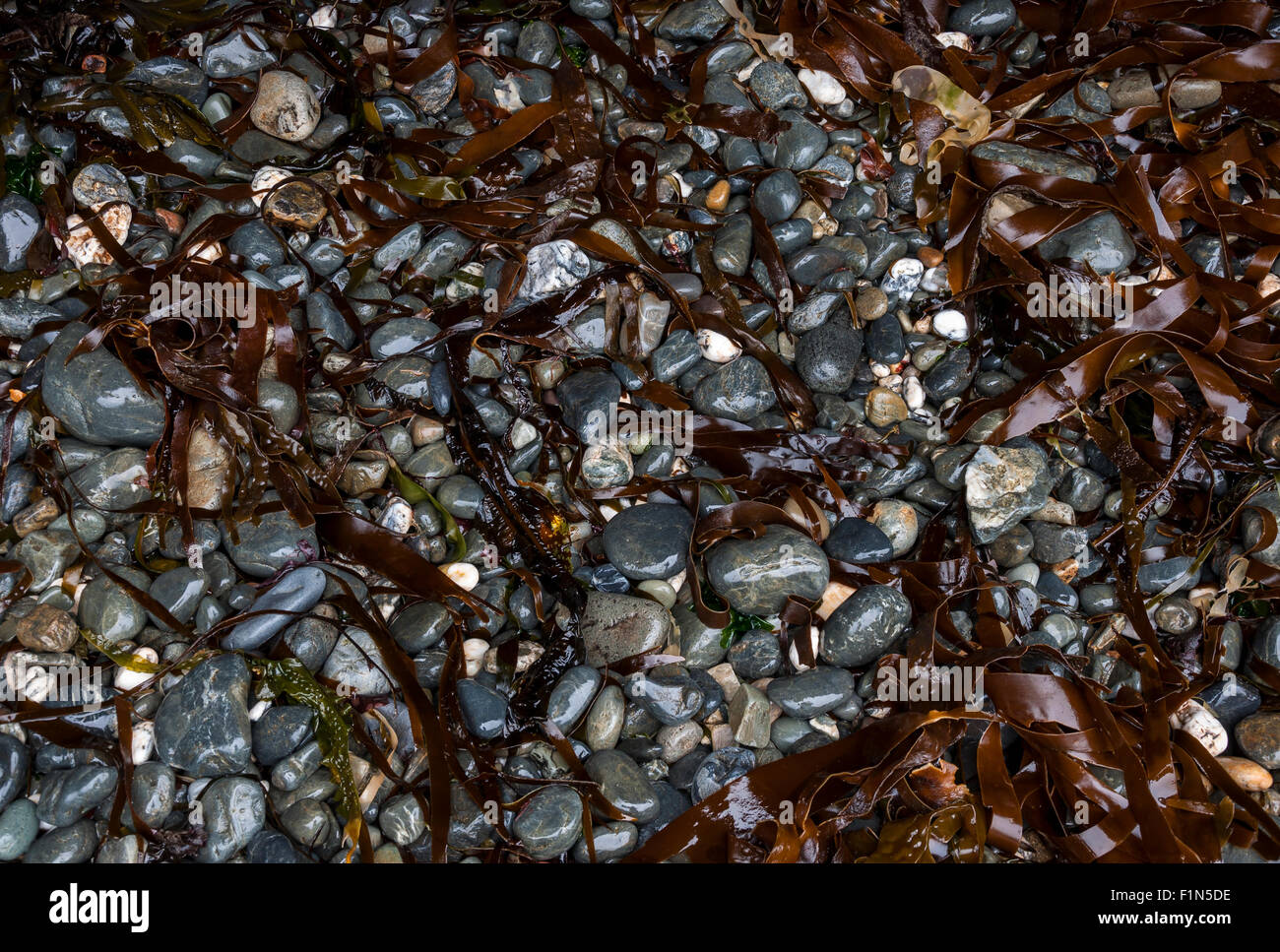 Shiny pebbles hi-res stock photography and images - Alamy