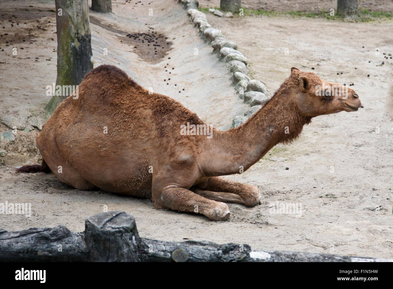 camel display in Taipei city zoo,Camelus dromedarius Stock Photo - Alamy