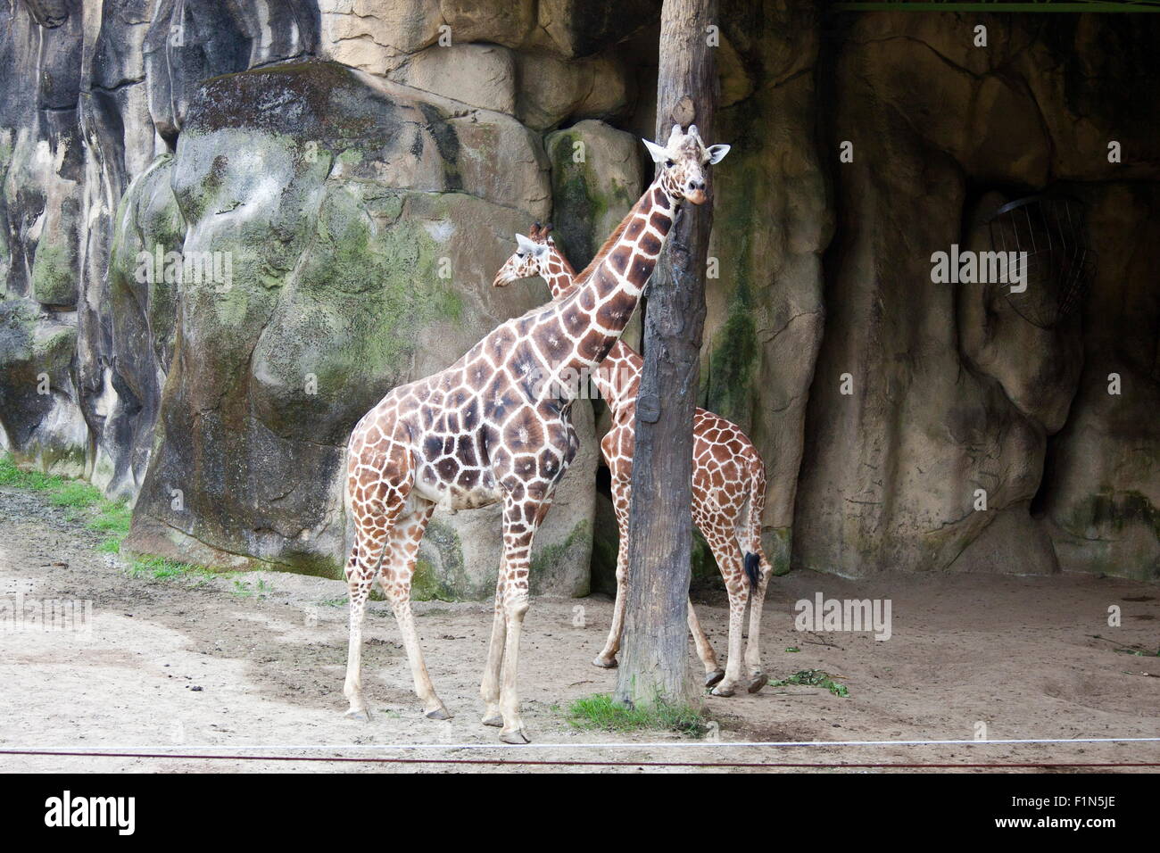 giraffe display in natural habitat,Giraffa camelopardalis Stock Photo ...