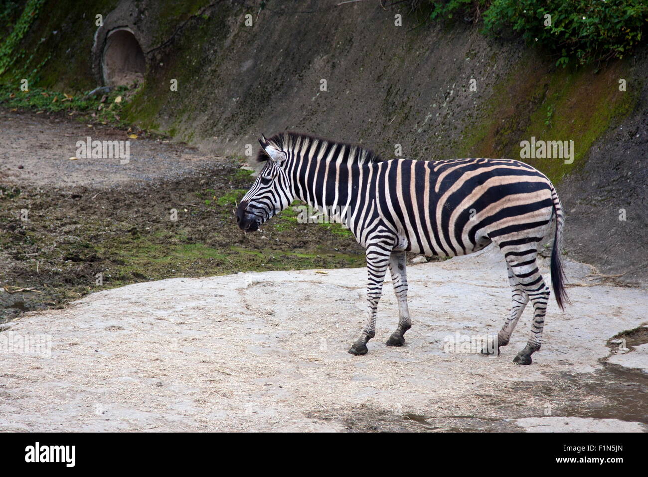 Zebra habitat hi-res stock photography and images - Alamy