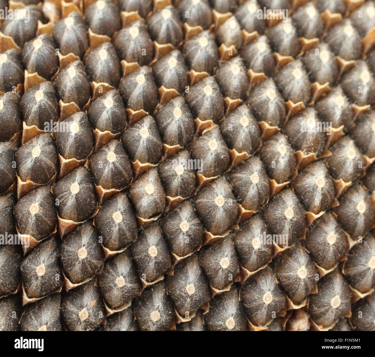 Ripe seeds in sunflower. Closeup Stock Photo - Alamy