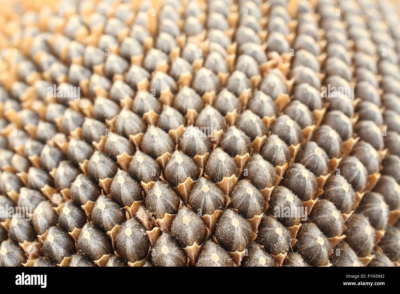 Ripe seeds in sunflower. Closeup Stock Photo - Alamy