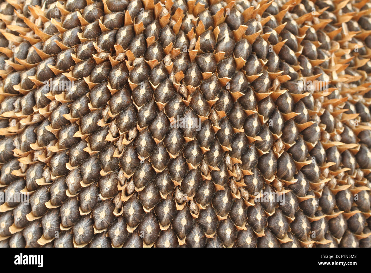 Raw sunflower seed hi-res stock photography and images - Alamy