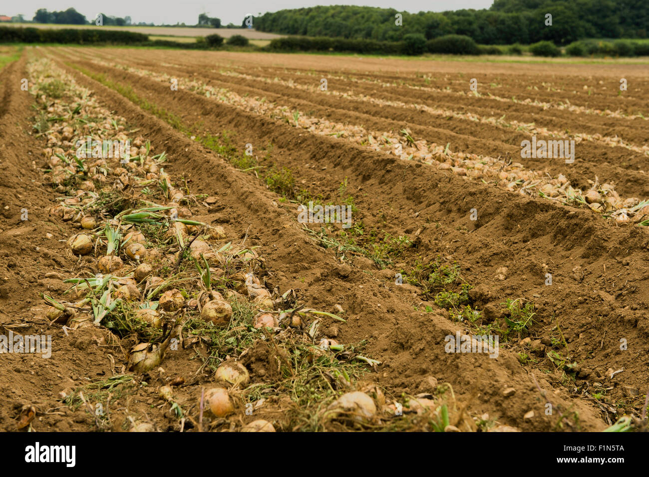 Field of Onions laid out in rows, North Norfolk, UK Stock Photo - Alamy