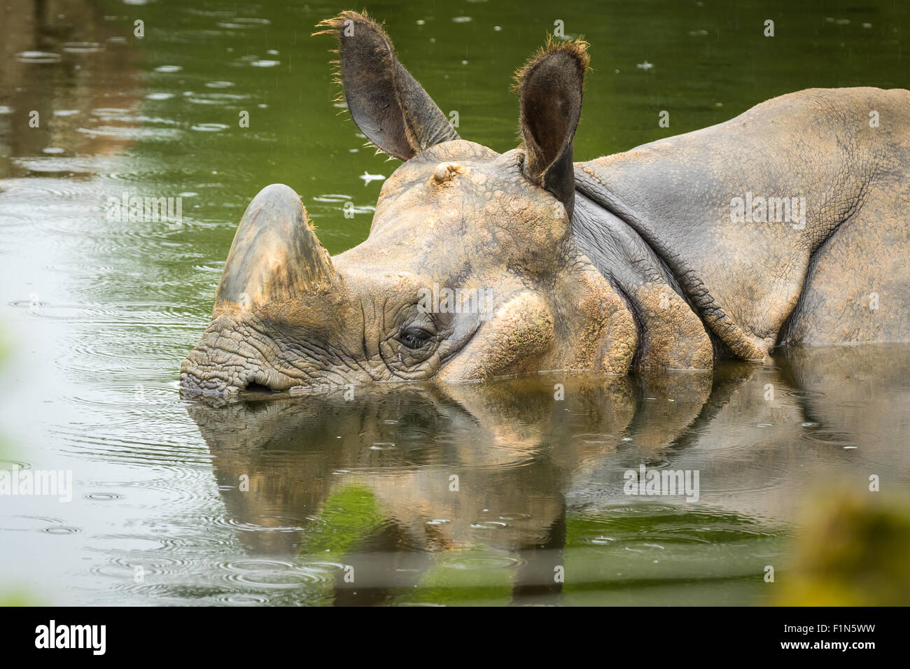 Close-up of an Indian rhino taking a bath on a rainy day Stock Photo ...