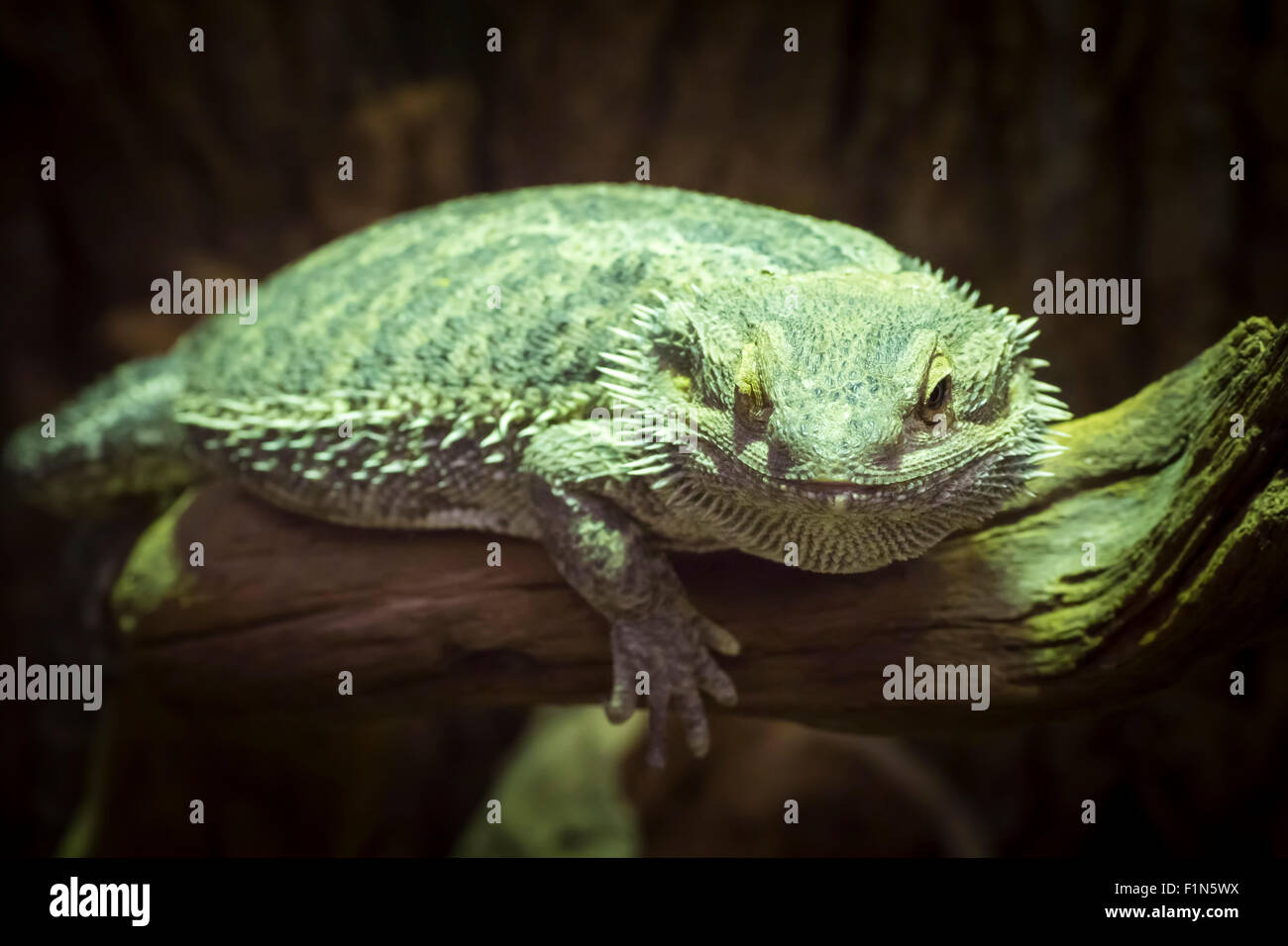 Bearded dragon lizard pogona hi-res stock photography and images - Alamy