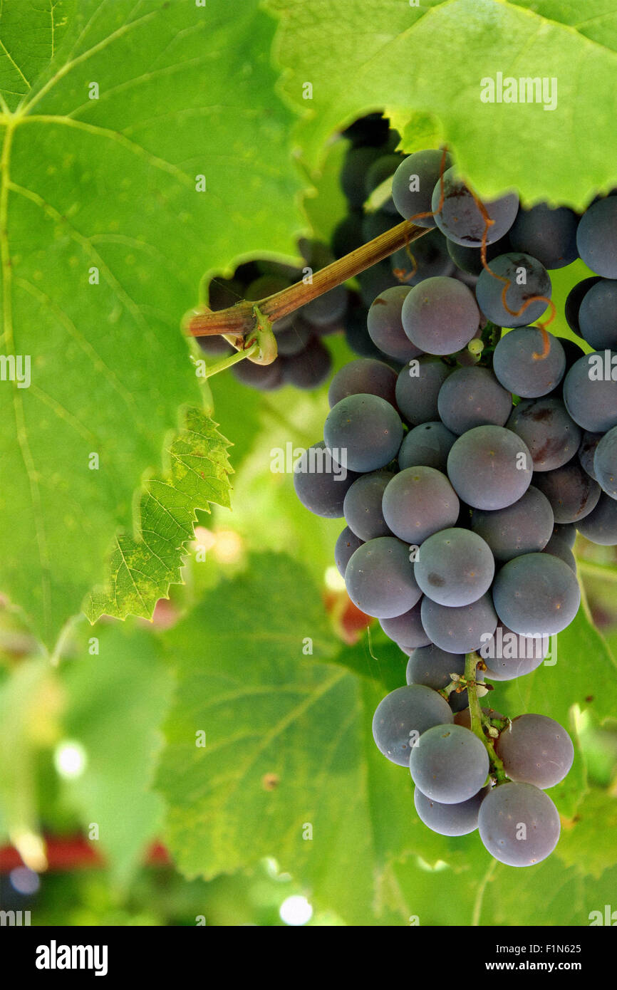 Concord grape hi-res stock photography and images - Alamy
