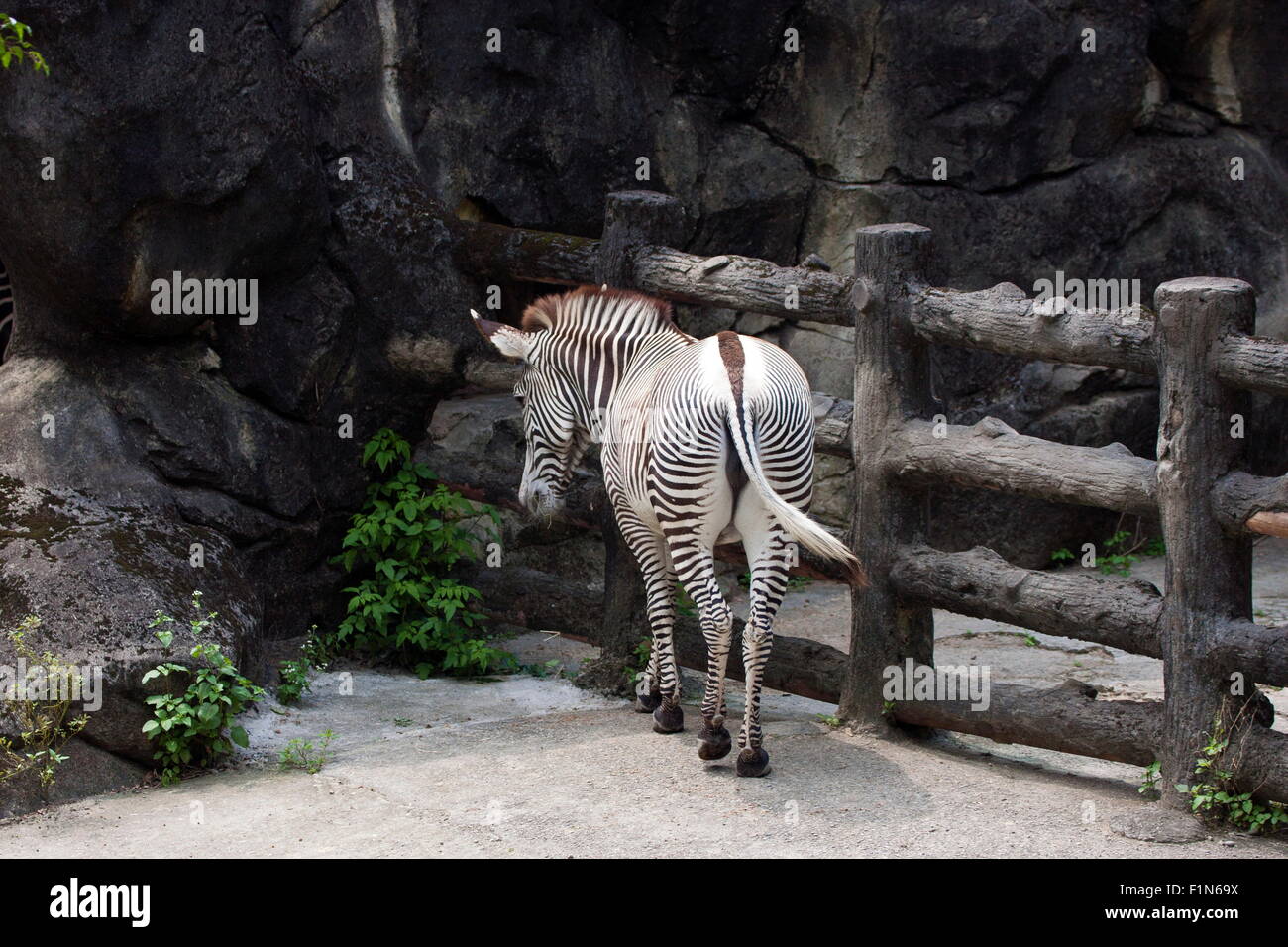 Zebra habitat zoo hi-res stock photography and images - Alamy