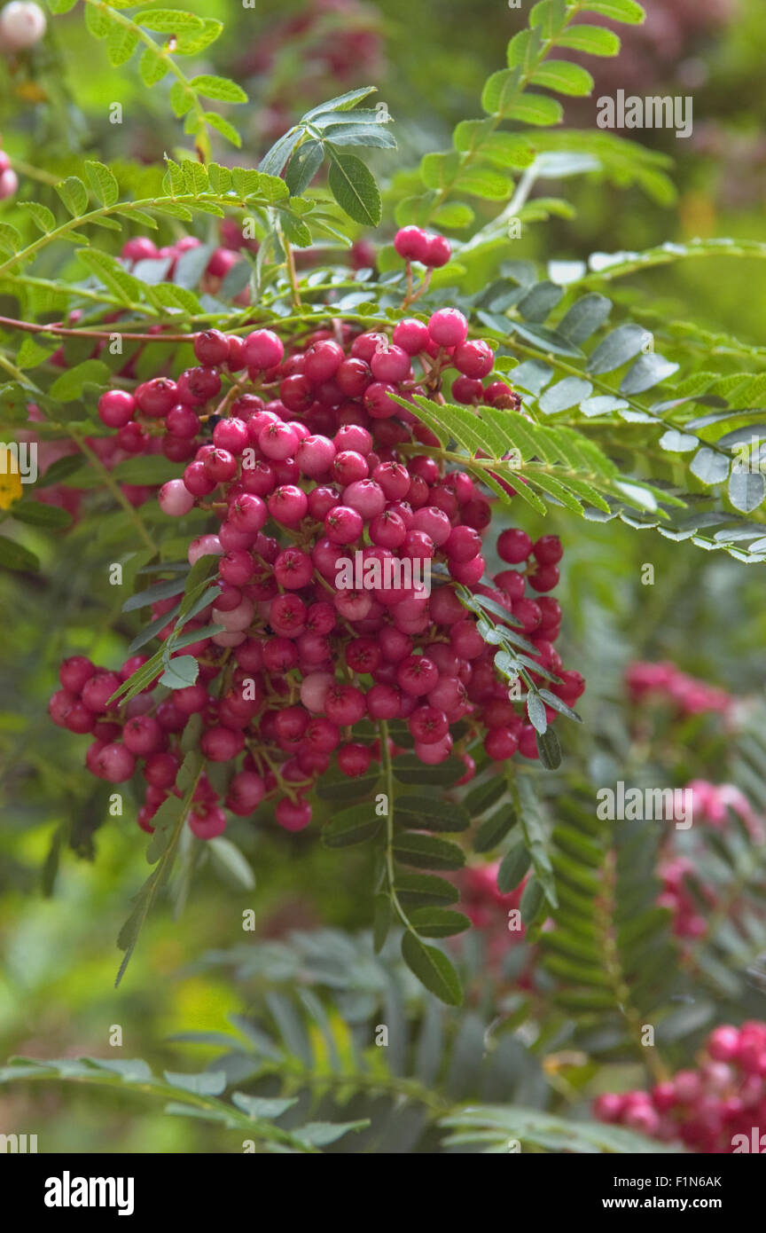 Sorbus hupehensis 'Pink Pagoda', Ash, tree, berry cluster Stock Photo ...