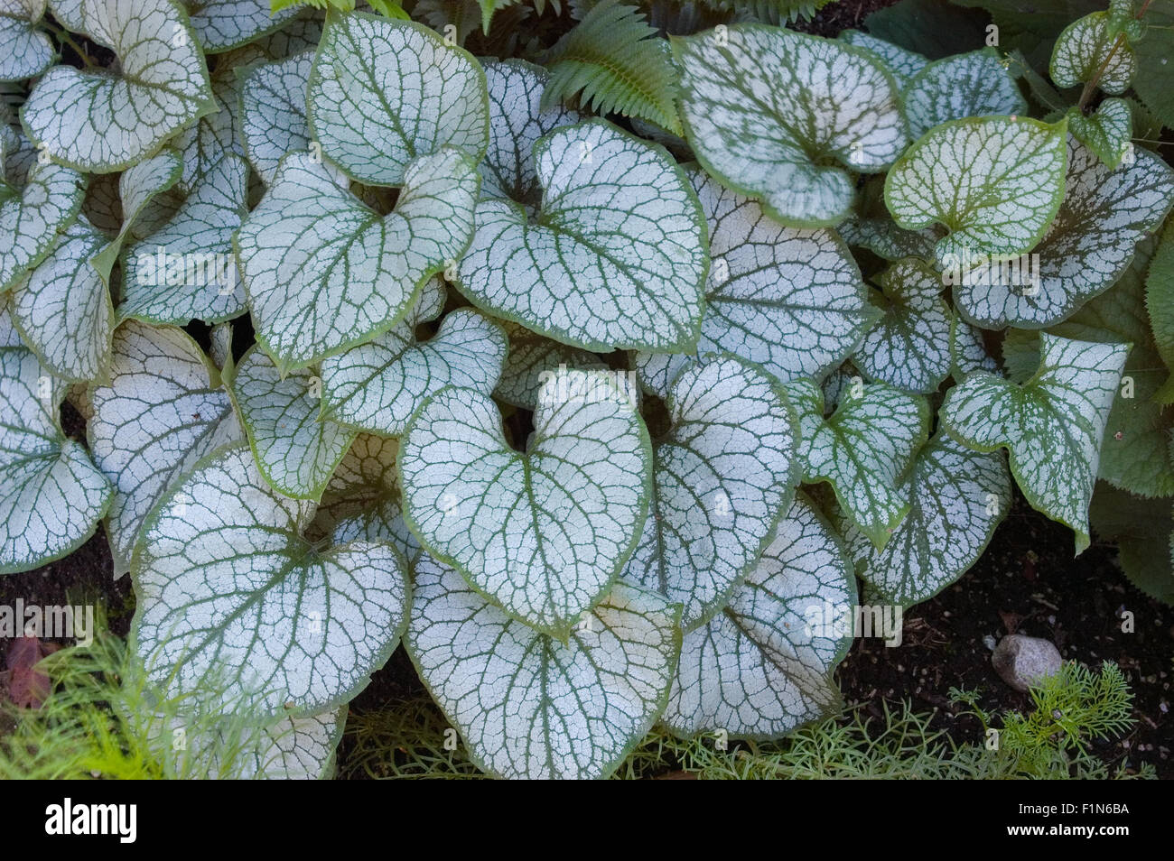 Brunnera macrophylla 'Jack Frost' Stock Photo - Alamy