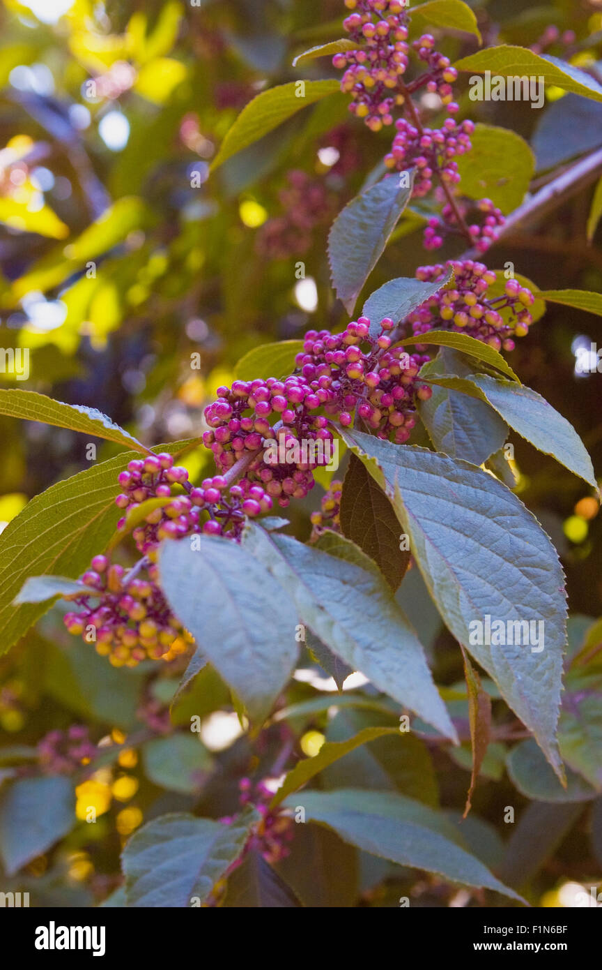 Americana folk hi-res stock photography and images - Alamy