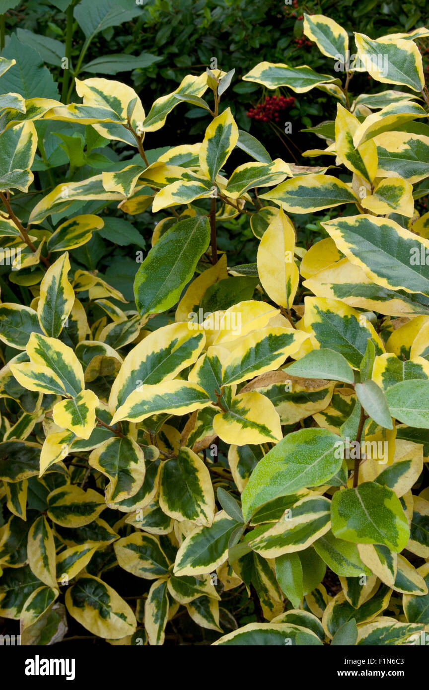 Cleyera japonica hi-res stock photography and images - Alamy