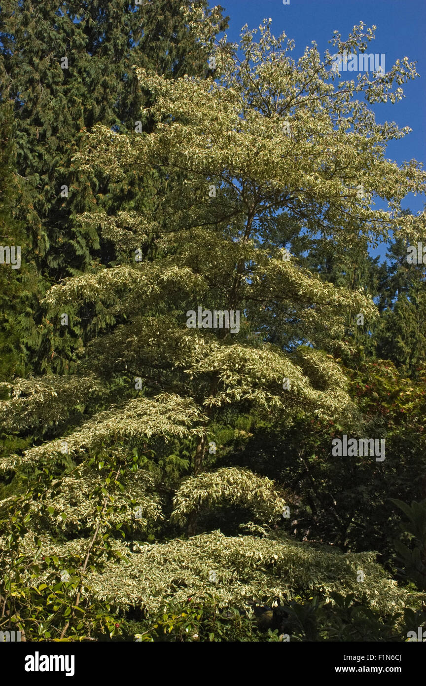 Cornus alternifolia variegata hi-res stock photography and images - Alamy