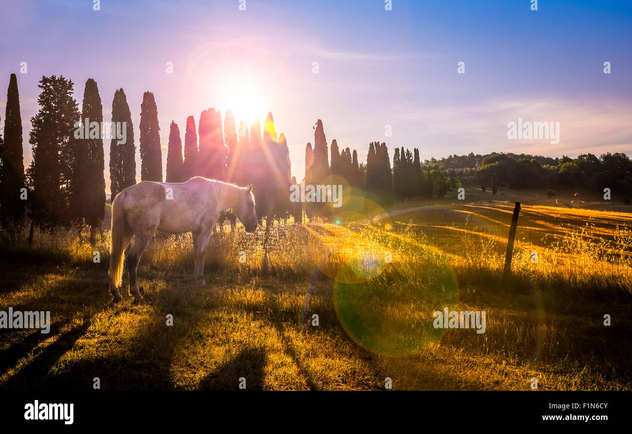 Tuscan morning landscape with white horse in the foreground Stock Photo ...