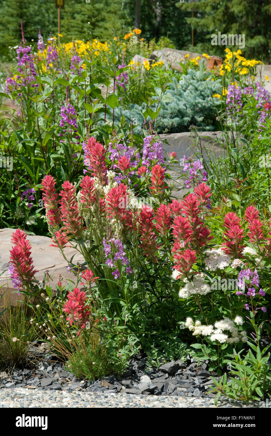 Castilleja purpurea ,Prairie paintbrush, Downy Indian paintbrush ...