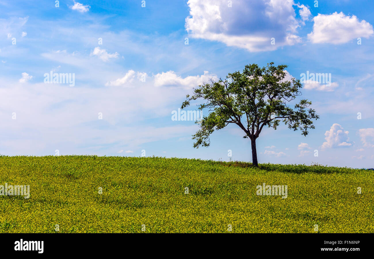 Lone tree landscape with blue sky and white clouds Stock Photo - Alamy