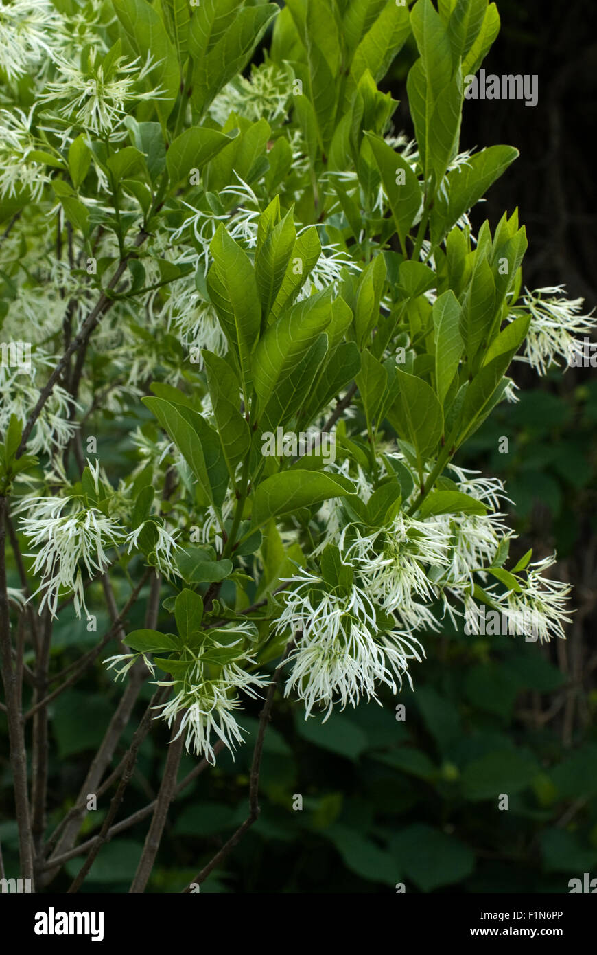 Virginicus Fringe High Resolution Stock Photography and Images - Alamy