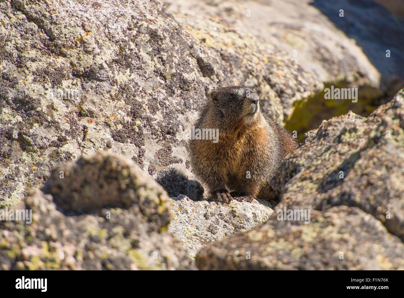 Colorado Marmot. Yellow Bellied Marmot Between the Rocks. Colorado ...