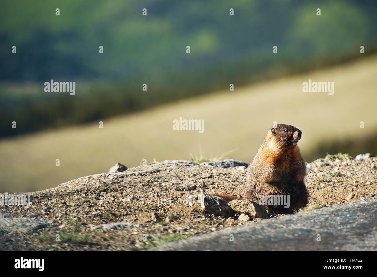 Little Colorado Rocky Mountains Marmot in Early Summer Stock Photo - Alamy