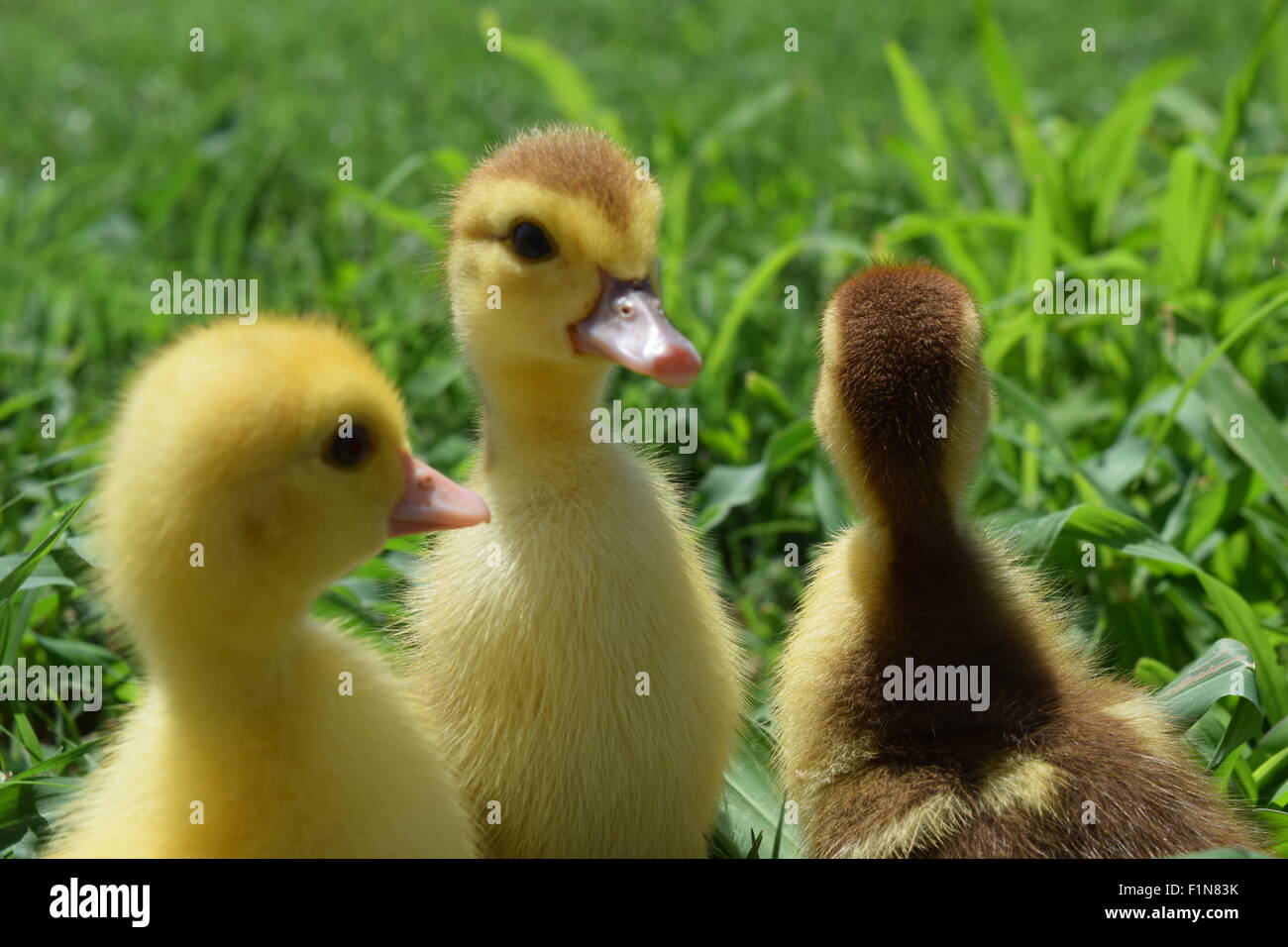 Ducklings of a musky duck. Three-day ducklings walk on a lawn Stock ...