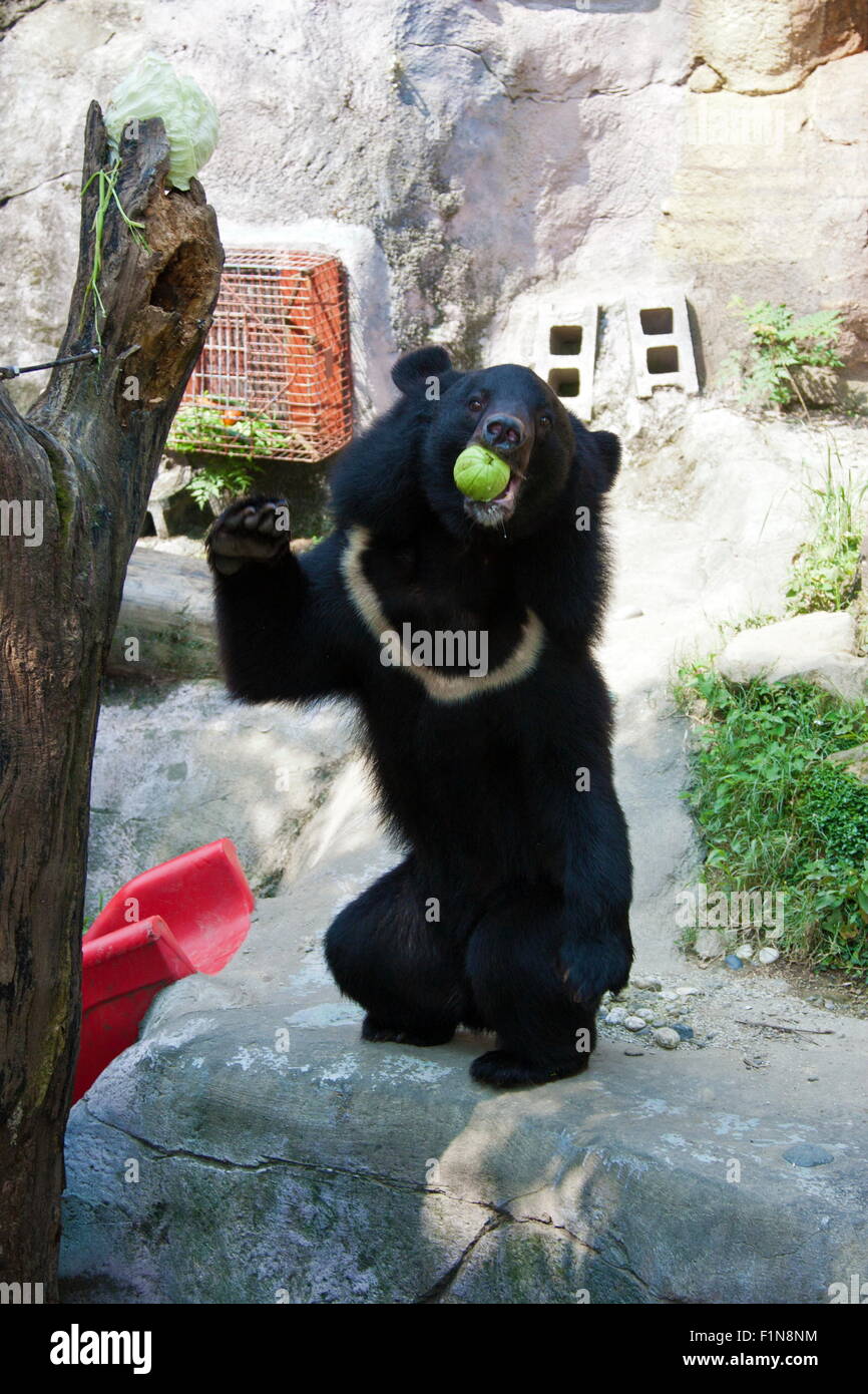 Ursus thibetanus tree hi-res stock photography and images - Alamy