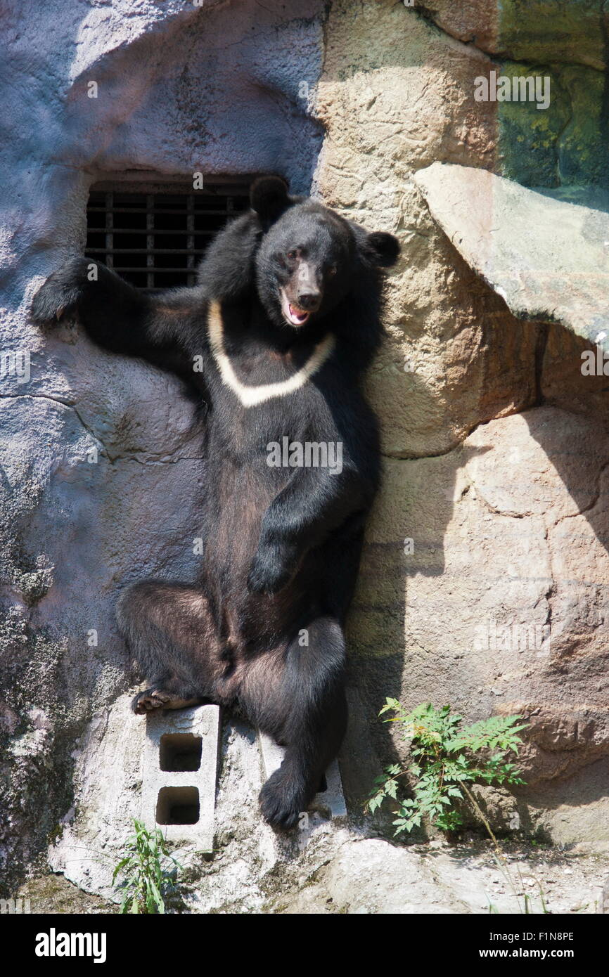 Baby black bear in forest hi-res stock photography and images - Alamy