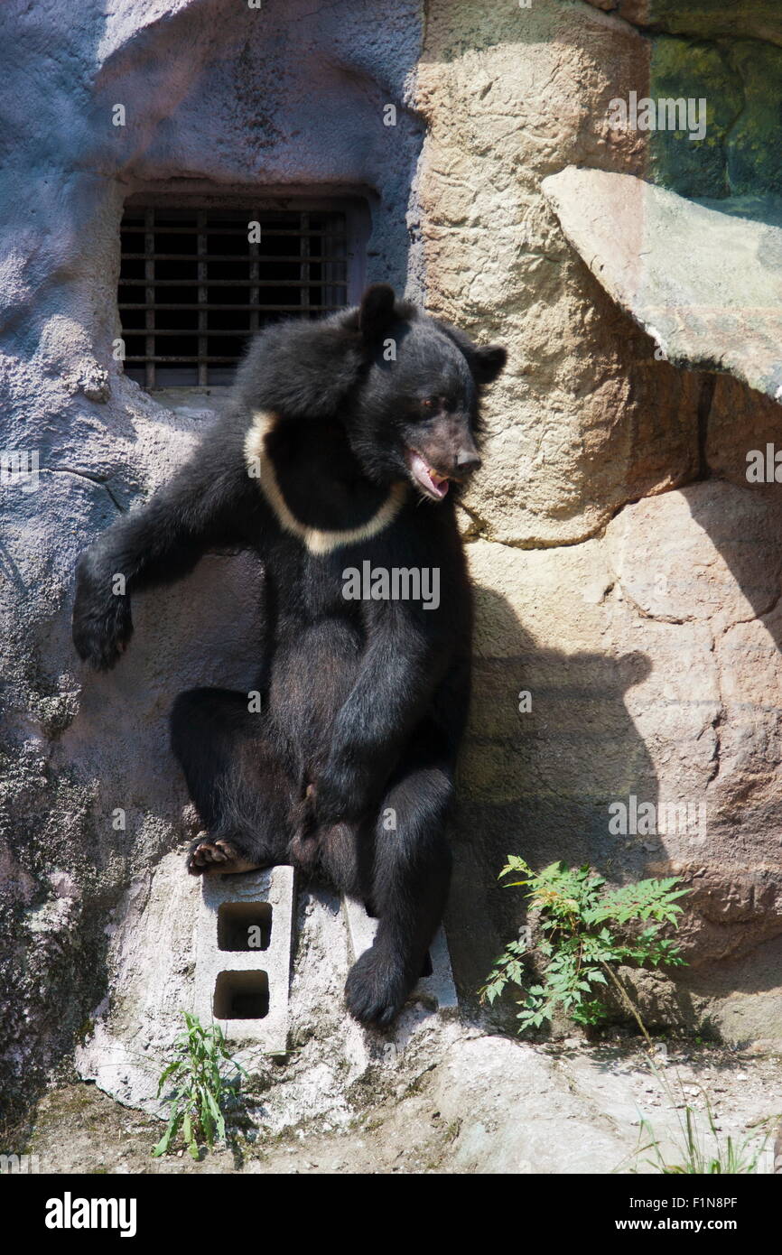 Black bear habitat hi-res stock photography and images - Alamy