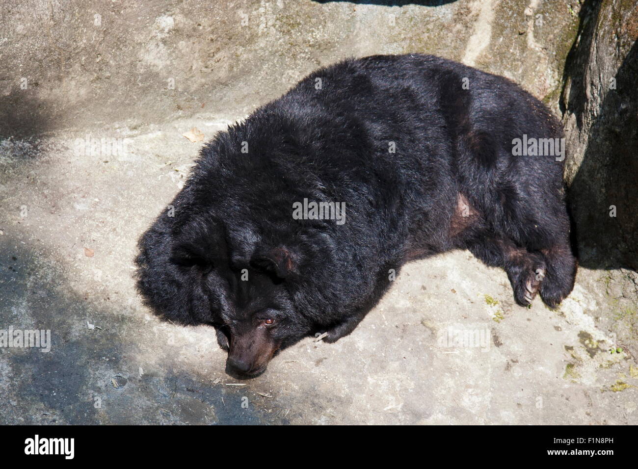 Formosa black bear in natural habitat hi-res stock photography and ...