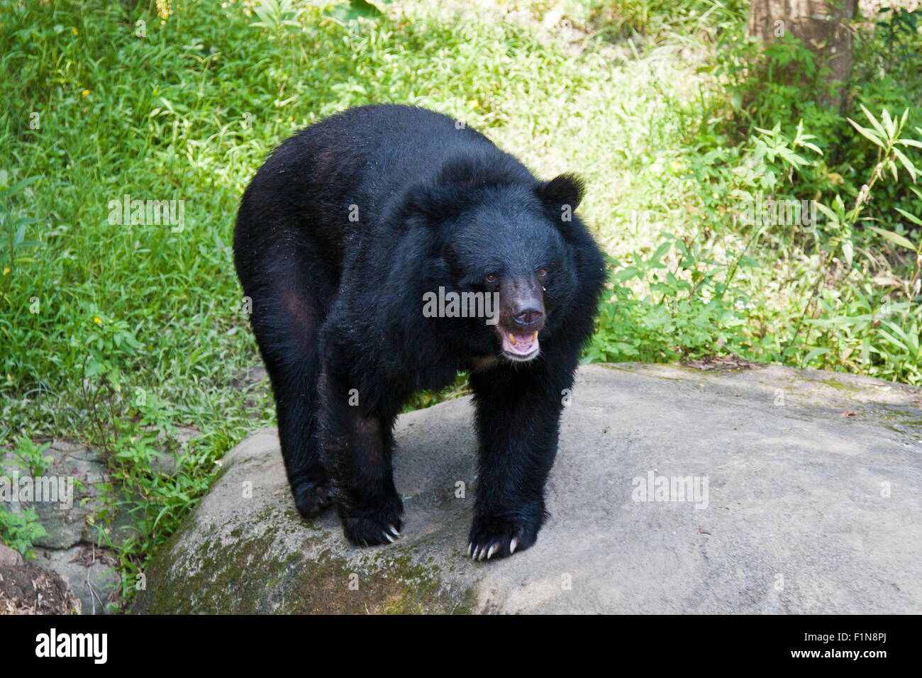 Ursus thibetanus tree hi-res stock photography and images - Alamy