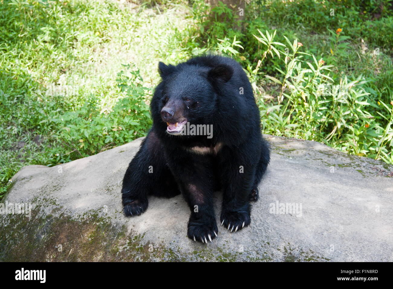 Ursus thibetanus tree hi-res stock photography and images - Alamy