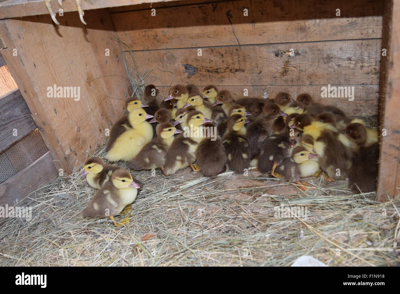 Ducklings of a musky duck. Ducklings of a musky duck in the shelter ...