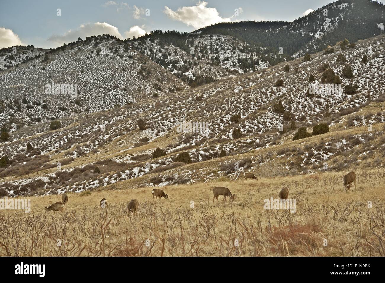Front Range Elks in Colorado, United States. Group of Elks on the ...