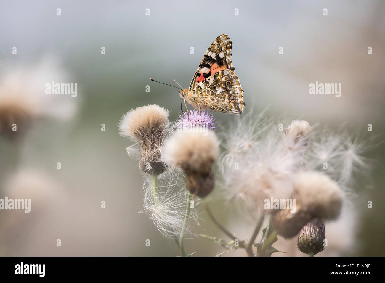 Painted Lady butterfly (vanessa cardu) feeding nectar from a purple ...